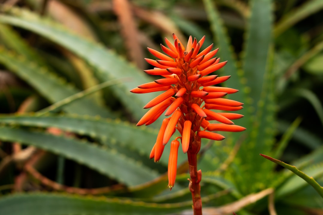 Aloe ferox : l'astuce de grand-mère pour une peau éclatante - La mémère ...