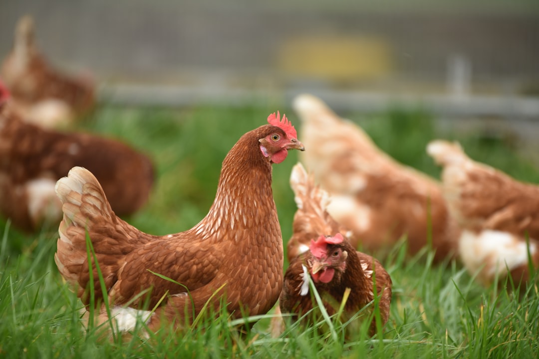 Délicieuses volailles : 5 plats à savourer 🥘🍗