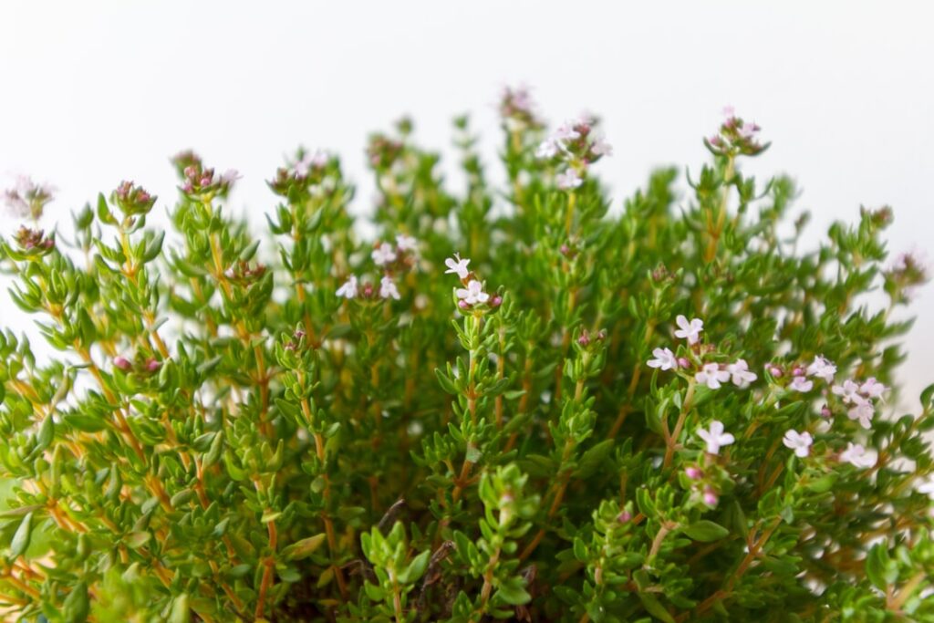 Infusion de thym : secrets pour un goût parfait 🌿